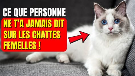 7 Faits Choquants Sur Les Chattes Femelles Que Peu De Propriétaires De
