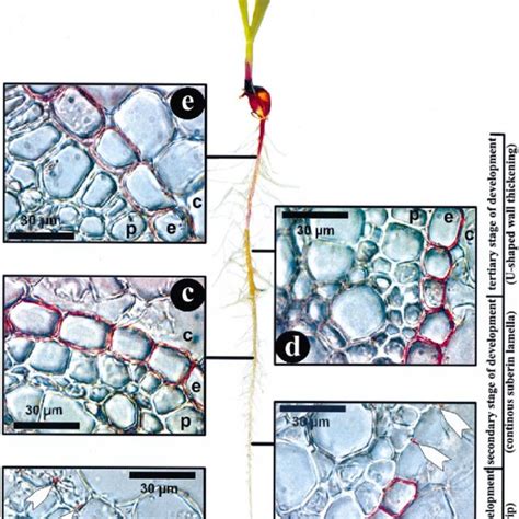 Pdf Apoplastic Barriers In Roots Chemical Composition Of Endodermal And Hypodermal Cell Walls