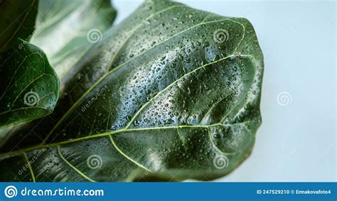 Close Up Lyre Shaped Ficus Leafs With Water Drops After Watering