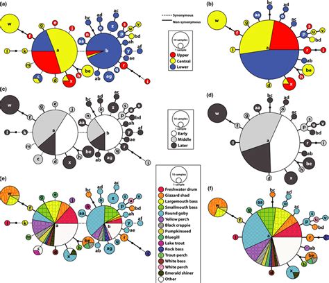 G‐gene Haplotype Networks Partial G‐gene Sequences 669 Nt From 176