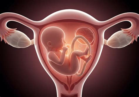Illustration Of A Human Fetus Developing Inside The Uterus Showcasing