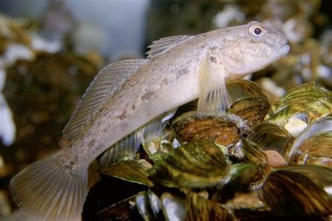 Environmental Monitor When Native Prey Abundant Predators Benefit By