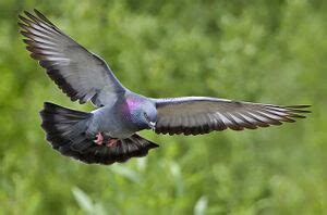 Pigeon: Cooking Wiki