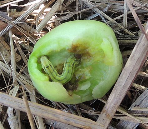 Tomato Fruit Borer Tnau At Donna Champion Blog