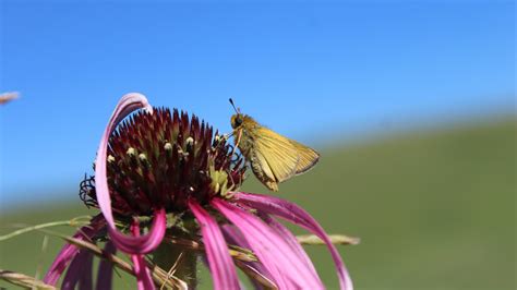 Rare Butterflies Return Home Cool Green Science