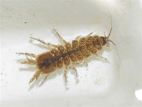 Class 2 Moderately Sensitive Flashcards Quizlet