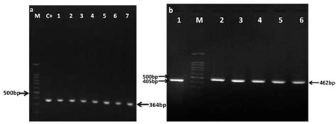 Figure 2 From Detection Of Plasmid Mediated Ampc β Lactamases In Klebsiella Pneumoniae Clinical