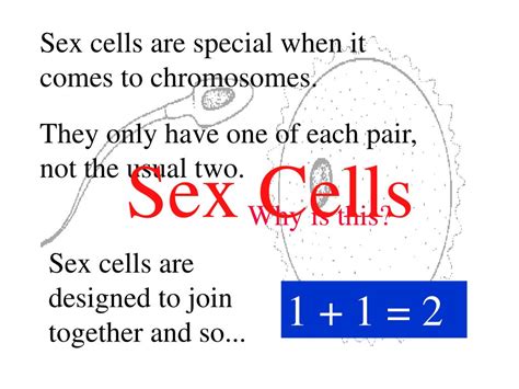 Ppt Mendelian Inheritance Powerpoint Presentation Free Download Id