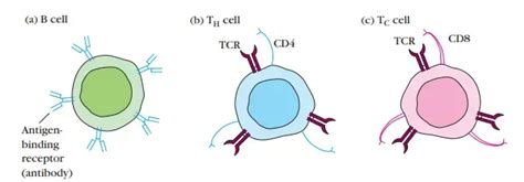 Adaptive Acquired Immunity Biology Notes Online