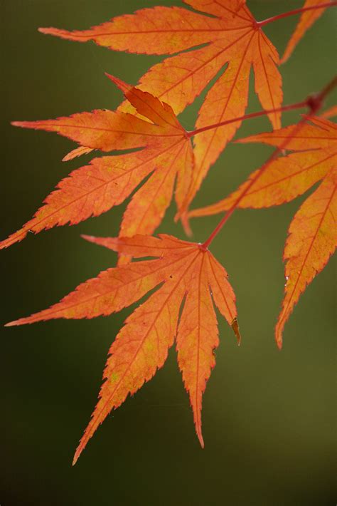 Maple Leaves Artofit