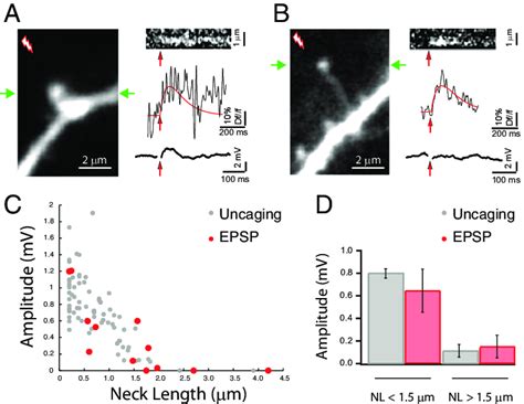 Inverse Correlation Between Epsp Amplitude And Spine Neck Length A Download Scientific