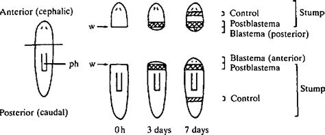 Figure 1 From Ii Local Origin And Role Of Cell Movements In Blastema Formation Semantic Scholar