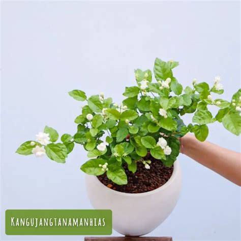 Jual 1 Pottanaman Hidup Bunga Melati Mini Super Wangi Shopee Indonesia