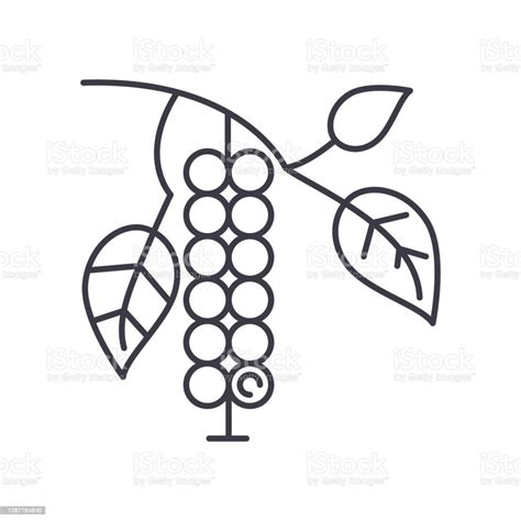 페퍼 아이콘 선형 격리 된 그림 얇은 선 벡터 웹 디자인 기호 흰색 배경에 편집 가능한 스트로크와 개요 개념 기호 개체 그룹에