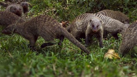 Bbc Earth Star Crossed Mongooses Risk Their Lives To Find Mates