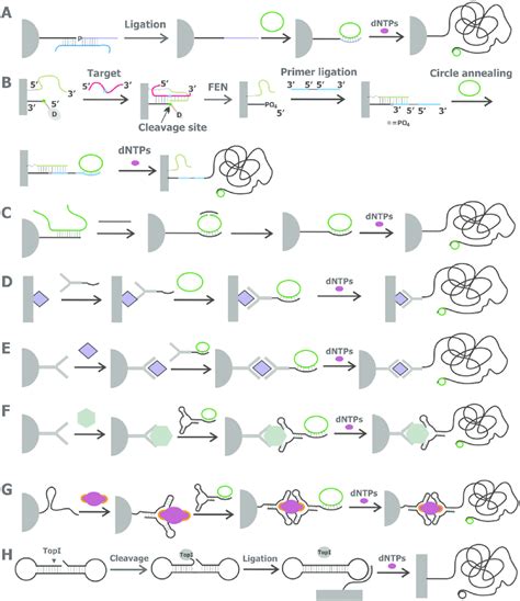 Schematic Illustration Of Some Representative Approaches Of Solid Phase Download Scientific