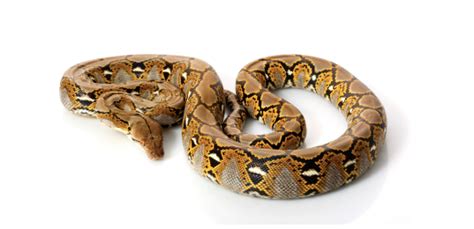 Reticulated Python For Sale Upriva Reptiles
