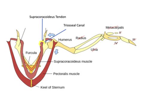 Ornithology Lecture Exam 2 Flashcards Quizlet