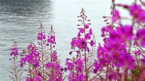 What Is Fireweed Honey How Its Produced And Benefits