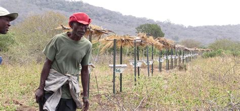 developing local capacity for elephant conservation beehive fence tef