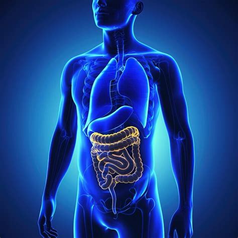 Human Gallbladder And Pancreas Anatomymale Stomach Human Digestive System Premium Ai Generated