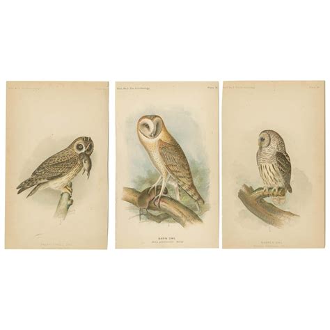 Set Of 3 Antique Owl Prints Short Eared Owl Barn Owl Barred Owl