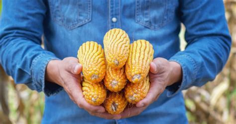 Corn Picking Tour In Penafiel Portugal Farm Experiences