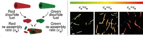 Autonomous And Programmable Reorganization Of Dna‐based Polymers Using