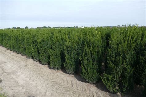 Eibe Hillii Taxus Media Hillii 175 200 Cm Bei Der Online
