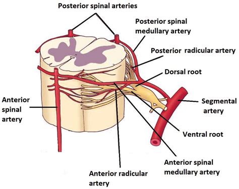 Anterior Cord Syndrome Vertebral Artery