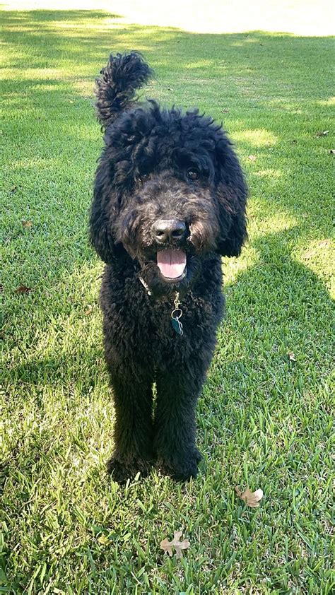Can Goldendoodles Be Black