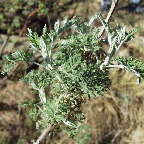 African Wormwood Artemisia Afra Plant Care And How To Grow Water
