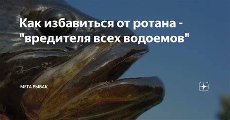 Как избавиться от ротана - "вредителя всех водоемов" | Мега Рыбак | Дзен