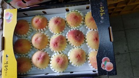 팔공산 수황 복숭아 경상북도 예천군 호명면 비즈프로필