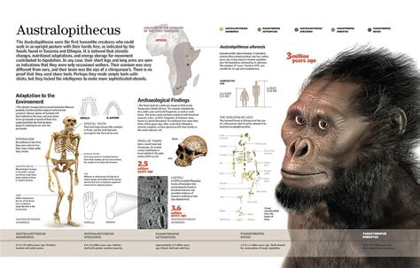Australopithecus