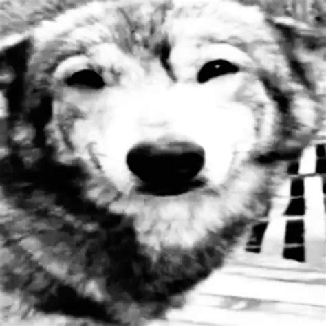  Aesthetic Black And White Gray Aesthetic S Funny Wolf