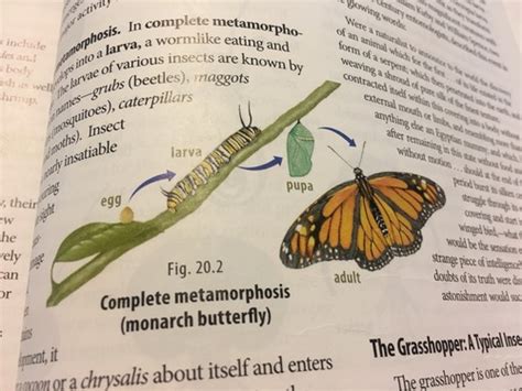 20 1 Insect Anatomy And Physiology Flashcards Quizlet