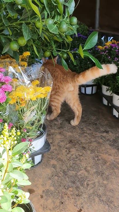 꽃차 좋아하는 냥이 꽃향기 Youtube