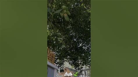 🙏වරකාපොල ශෛලමාලකාරාම විහාරස්ථ පුදබිමේ පැවති ආශිර්වාදාත්මක බෝධි පූජා පිංකම🙏 Youtube