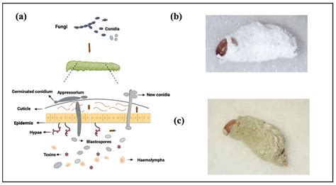Interactions Between Entomopathogenic Fungi And Insects And Prospects