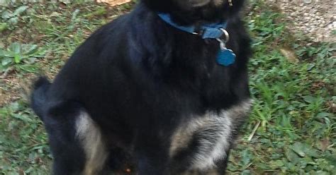 My Bewildered Dog Imgur