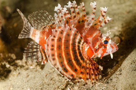 Dendrochirus