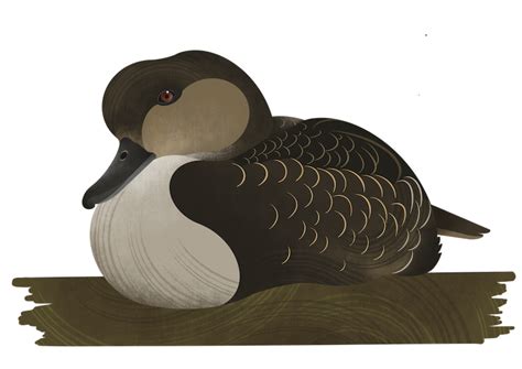 Jagat Satwa Nusantara Itik Benjut Jagat Satwa Nusantara