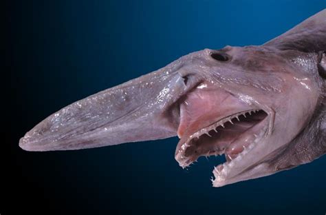 Goblin Shark: Deep Ocean “Sea Monster”