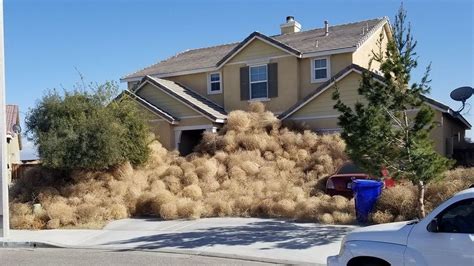 Giant Tumbleweed An Invasive Species Thats Here To Stay From Uc