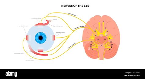 Illustration Of The Motor Nerves Of The Eye Including The Abducens