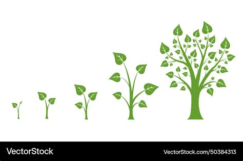 Tree Growth Diagram Royalty Free Vector Image VectorStock