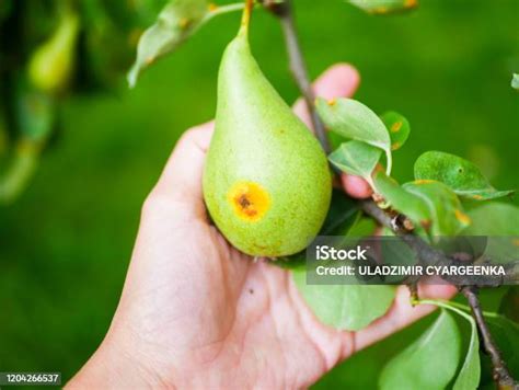 손에 썩은 배 과일을 부패하기 시작 잘못된 배 관리 녹색의 썩은 배의 바위 과일 정원에서 남자의 손에 누워 여름에 클로즈업 건강한 식생활에 대한 스톡 사진 및 기타 이미지