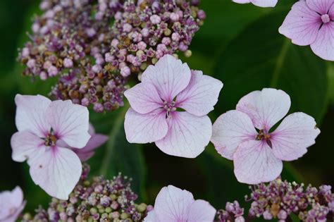 Flower Hydrangea Pink - Free photo on Pixabay - Pixabay