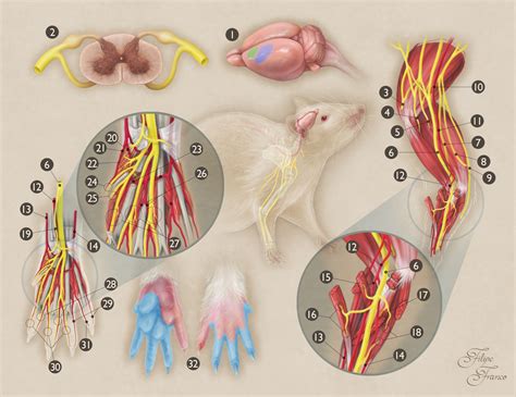 Functional And Physiological Methods Of Evaluating Median Nerve Regeneration In The Rat